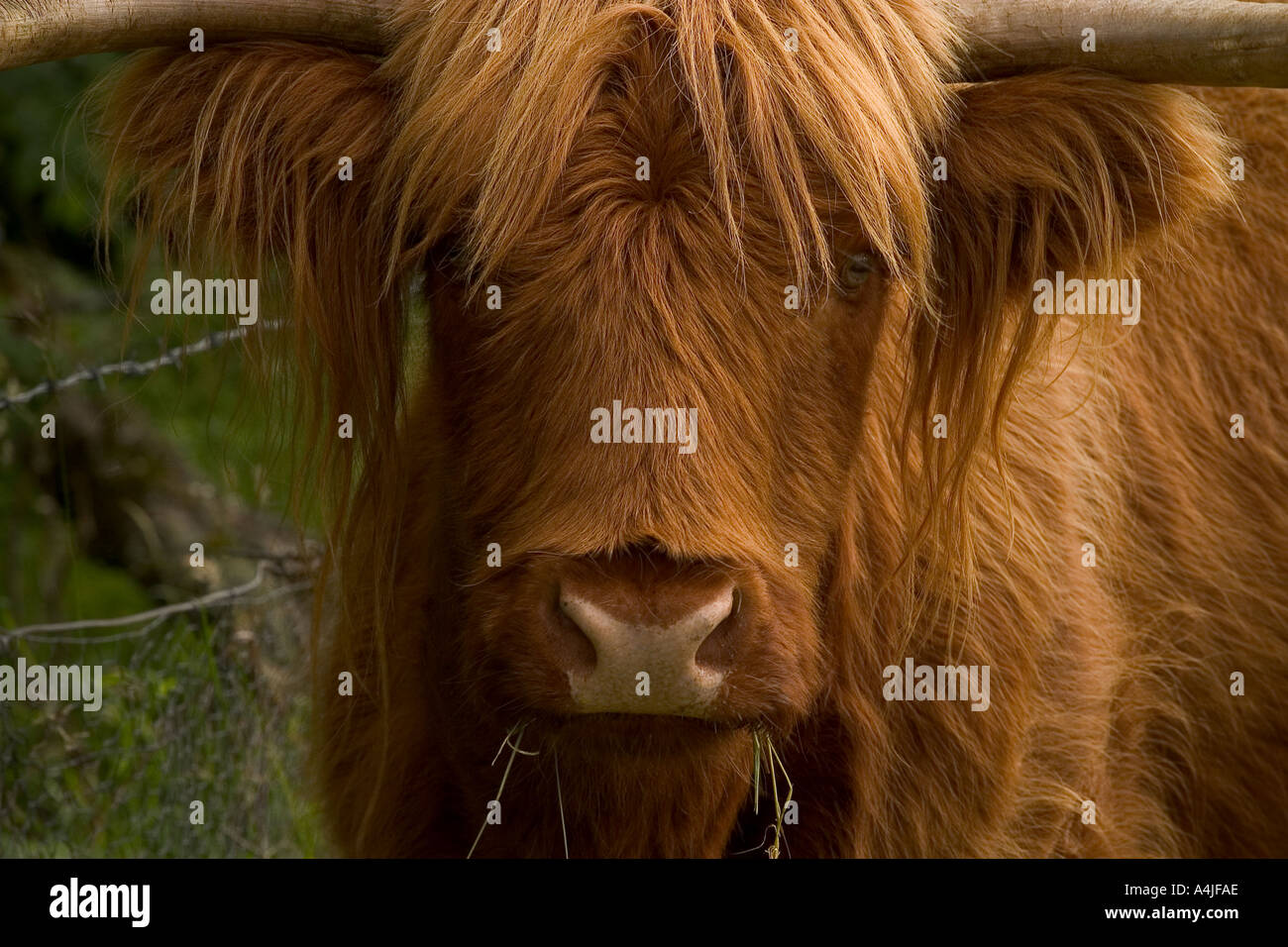 Highland Mule High Resolution Stock Photography and Images - Alamy