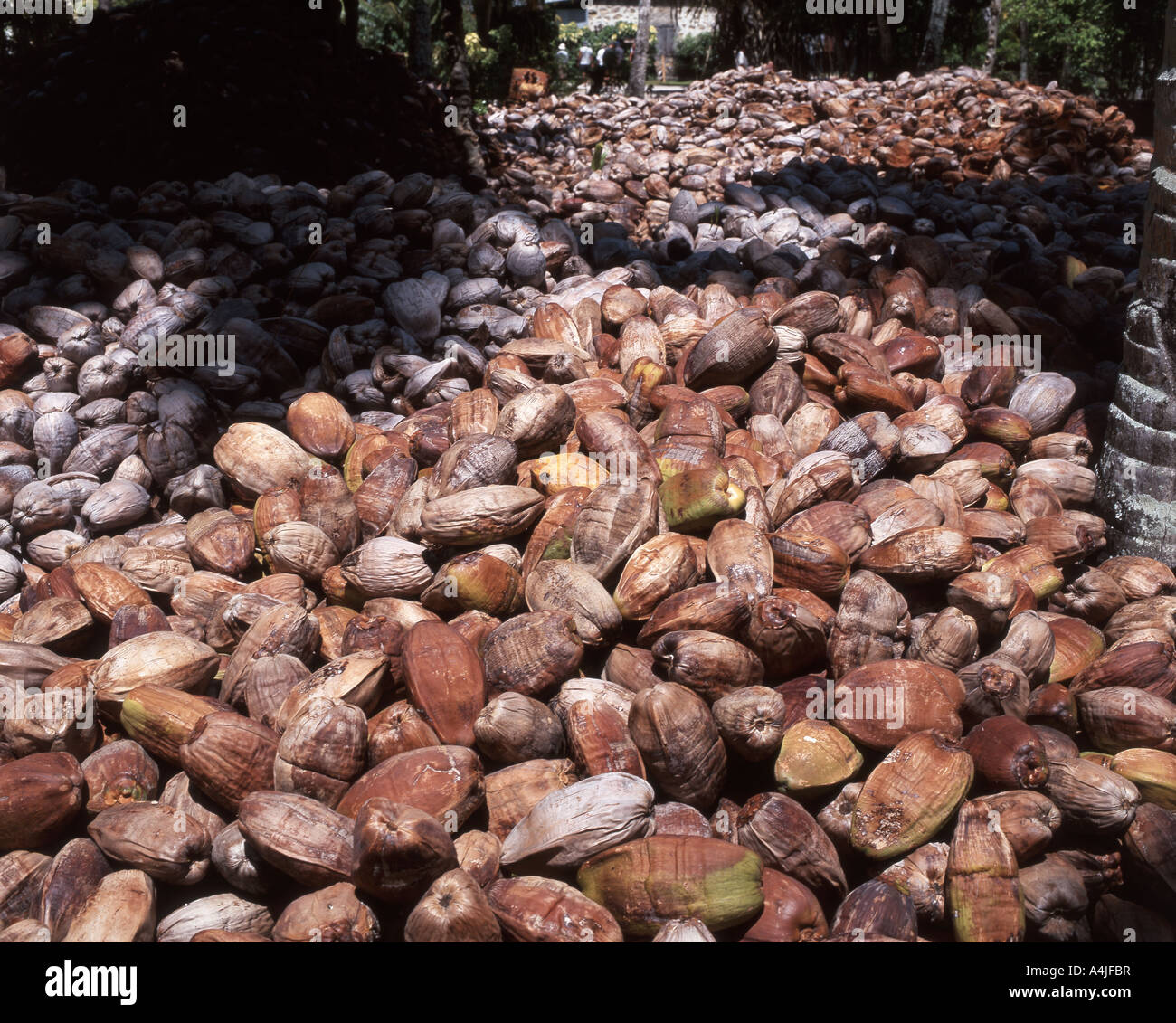 Mound Of dried coconuts, Anse Source D'Argent Beach, La Digue, Republic ...