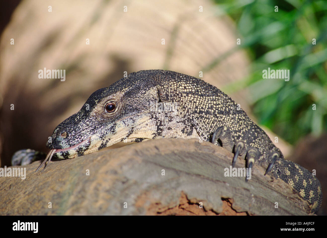 Goulds sand monitor Varanus gouldii portrait flicking its split tongue ...