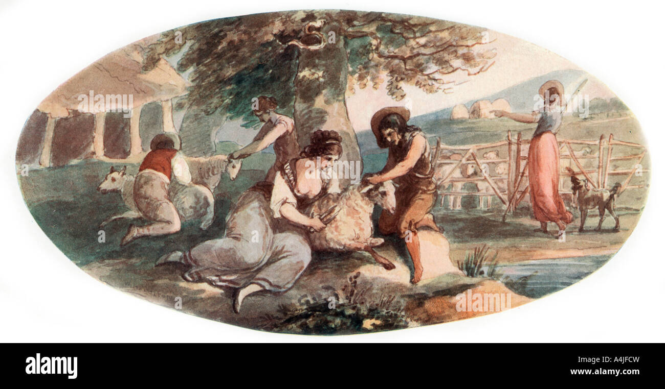 'Sheep Shearing', (1912).Artist: William Hamilton Stock Photo - Alamy