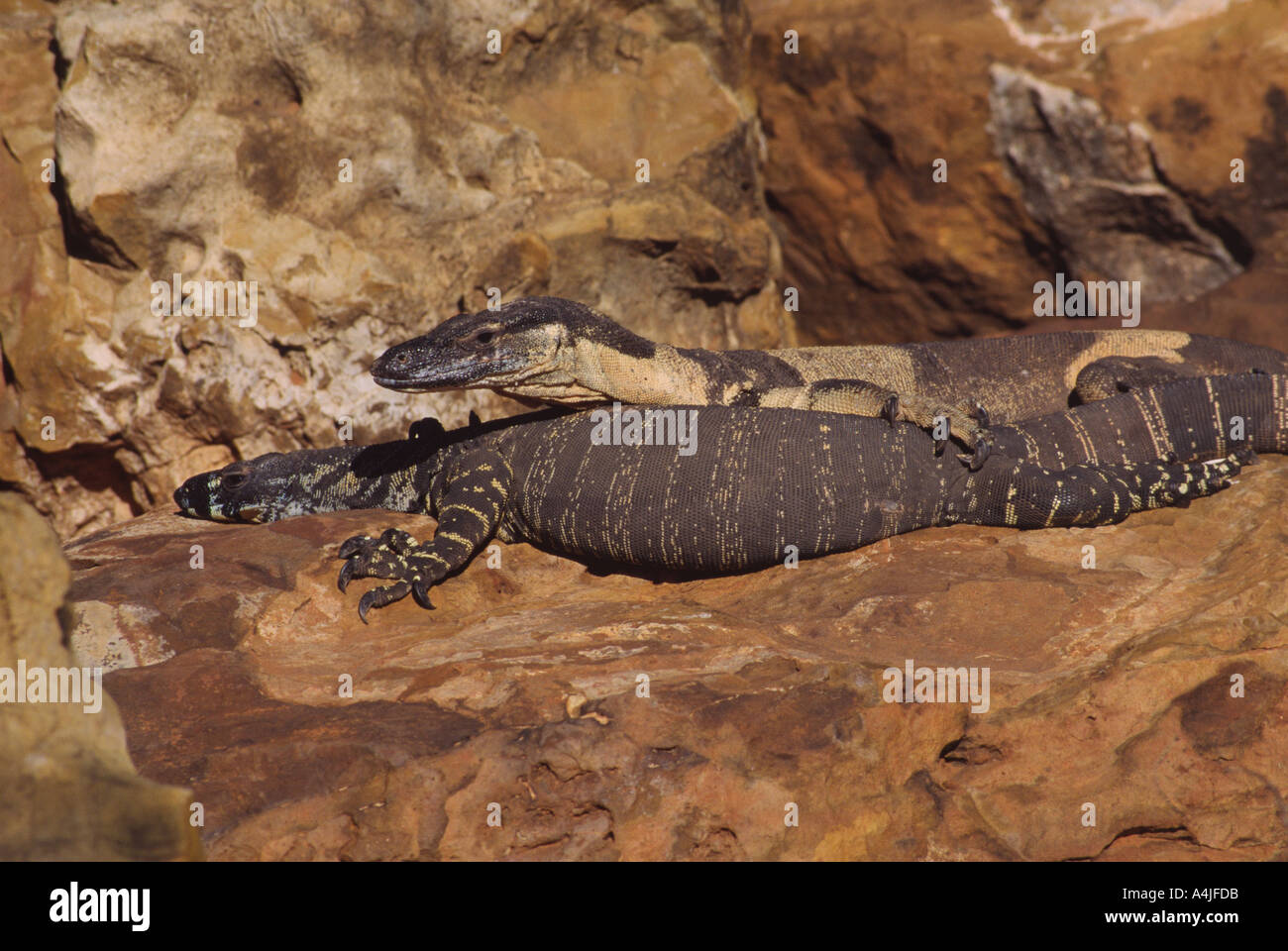 Lace monitors Varanus varius basking on rocks Stock Photo - Alamy