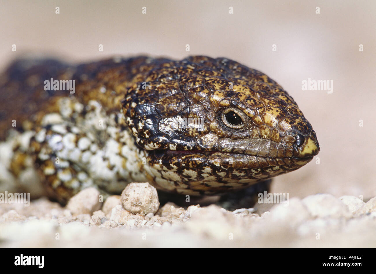 Shingleback lizard Tiliqua rugosa a k a sleepy lizard on a limesyone ...