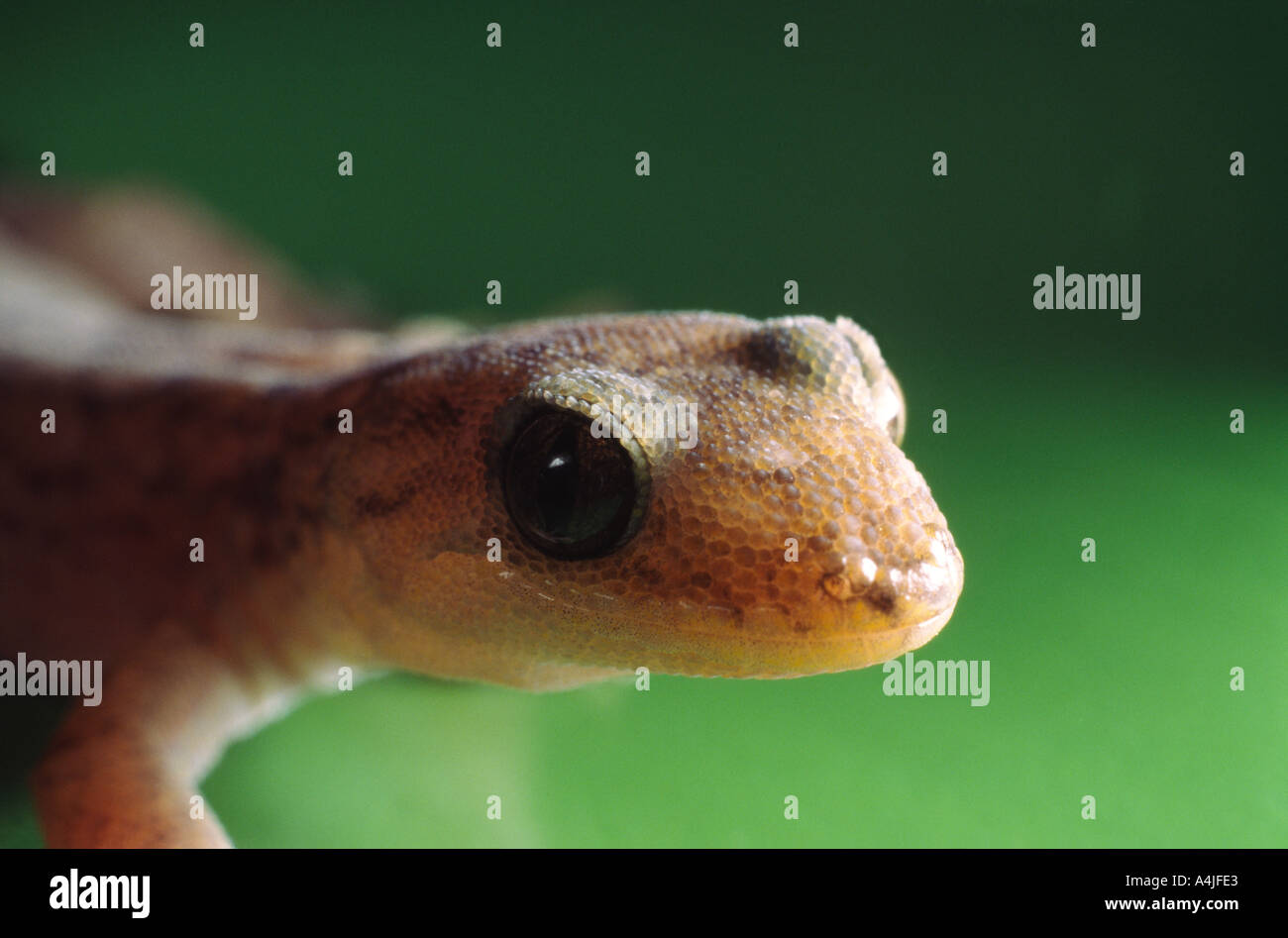 Marbled gecko Christinus marmoratus Australia portrait Stock Photo - Alamy