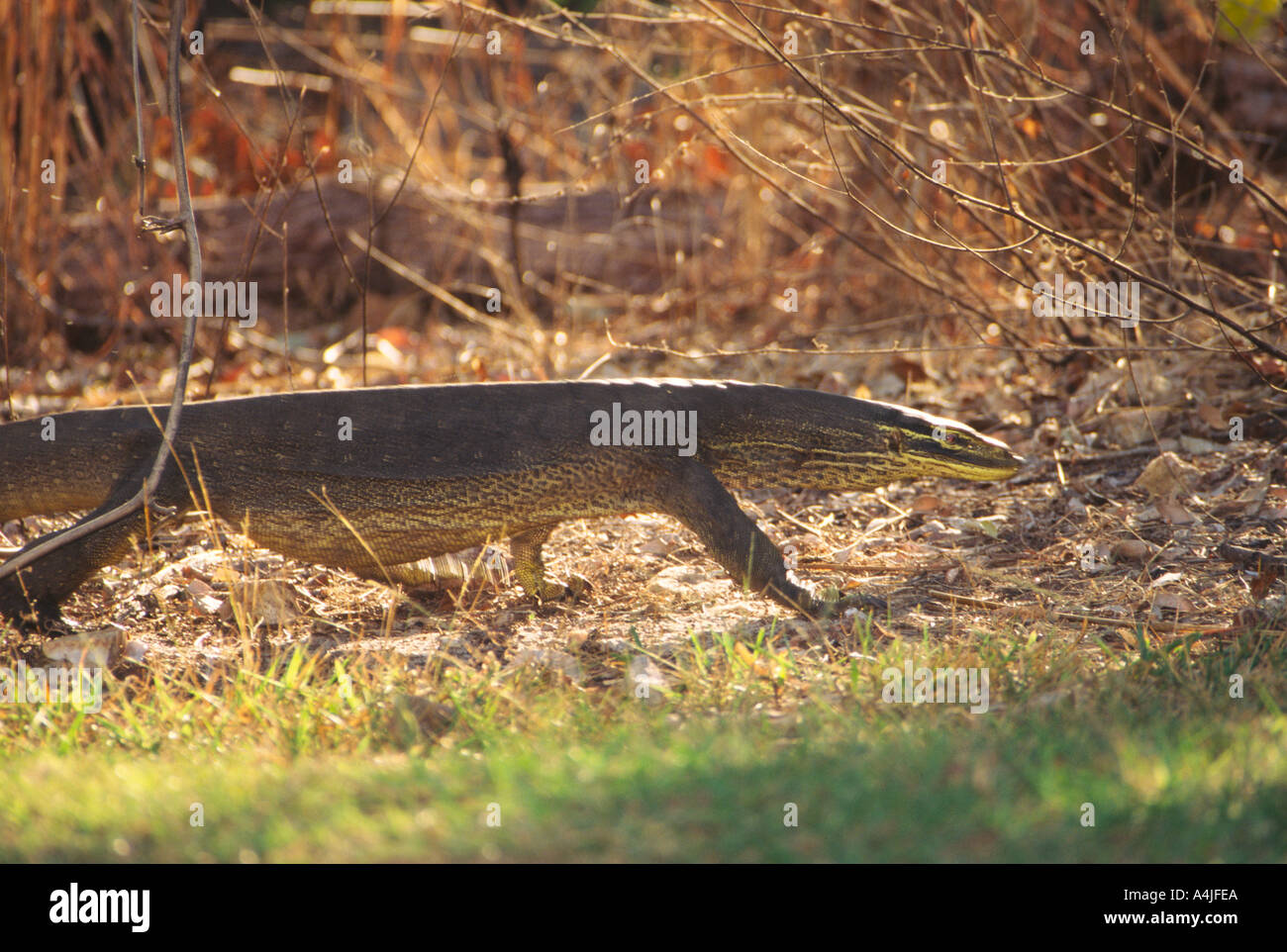Goulds sand monitor varanus gouldii hi-res stock photography and images ...