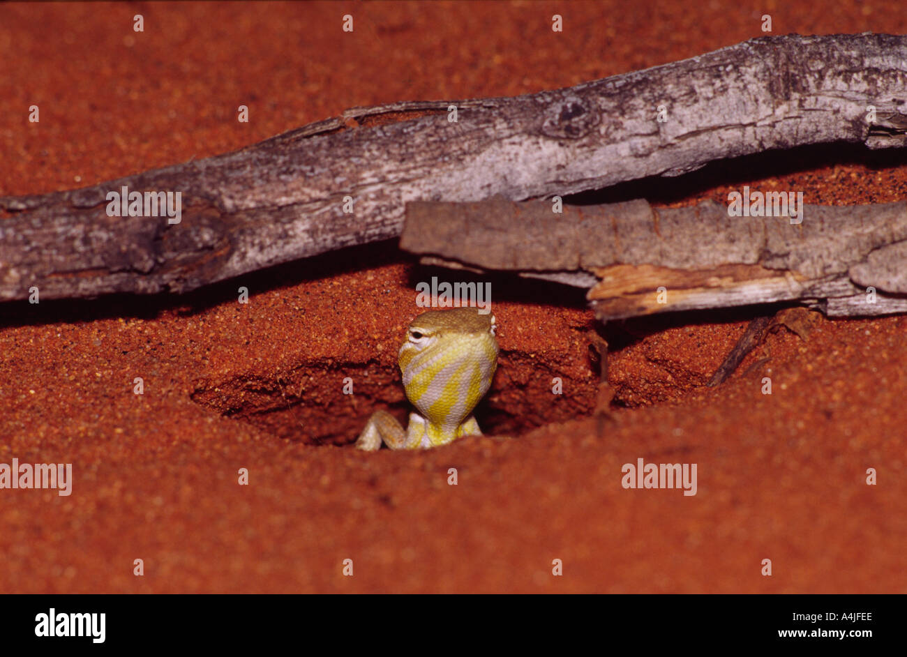 Central dragon looking out its burrow Ctenophorus central Australia ...