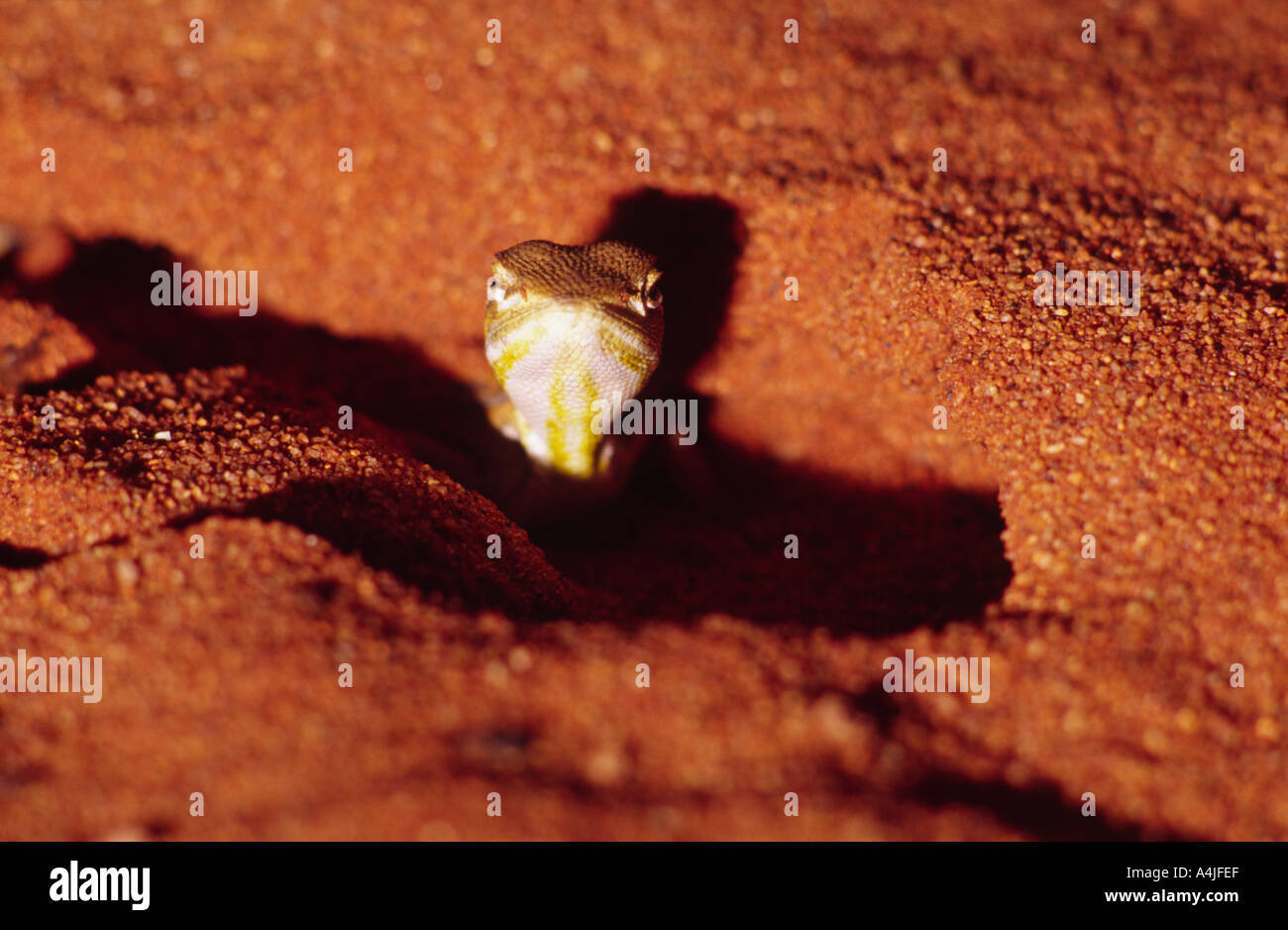 Lizard reptile burrow ctenophorus hi-res stock photography and images ...