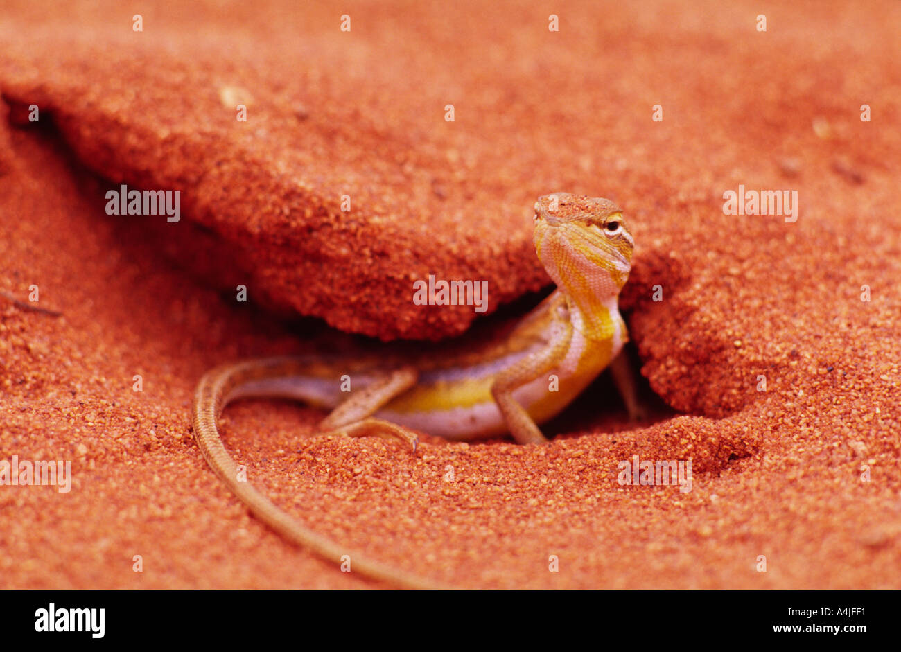 Central dragon Ctenophorus on red sand central Australia wild Stock ...