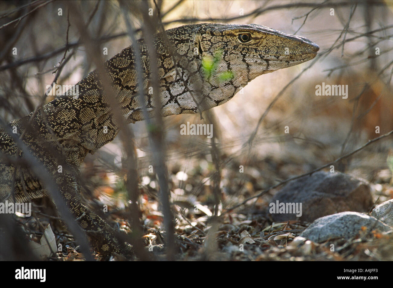 Perentie monitor lizard Varanus giganteus central Australia Stock Photo ...