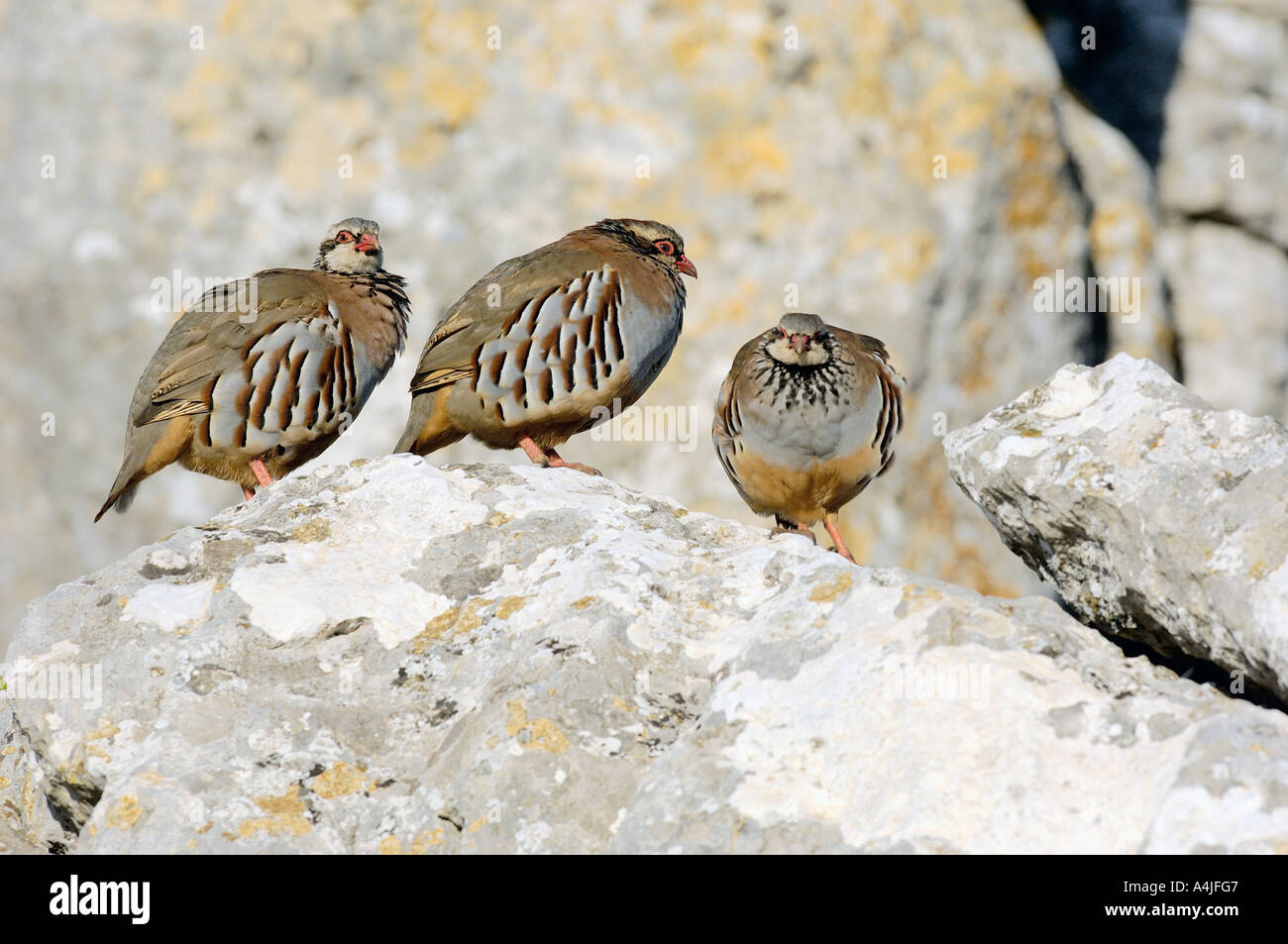 Red legged Partridge Alectoris rufa Stock Photo - Alamy