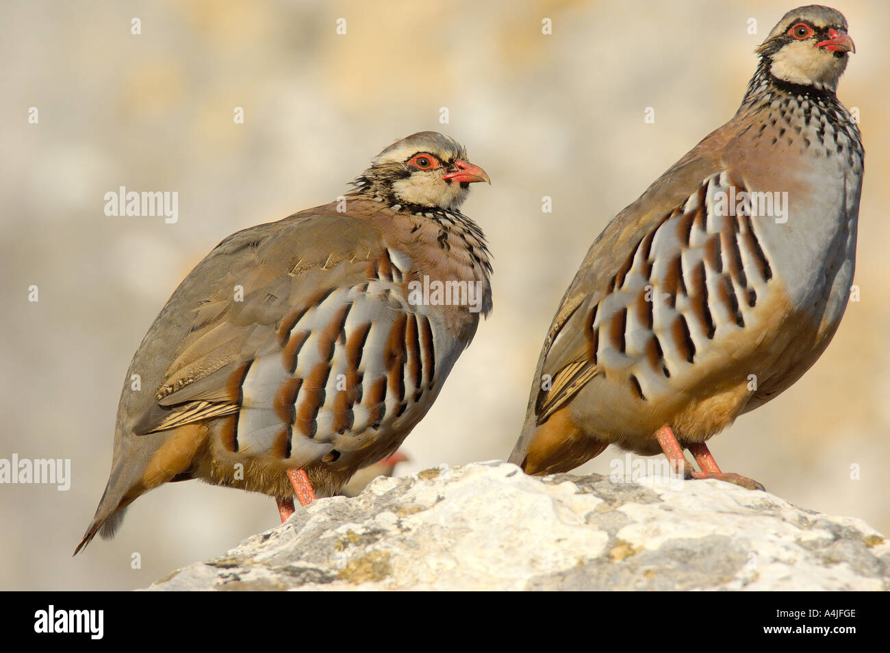 Red legged Partridge Alectoris rufa Stock Photo - Alamy