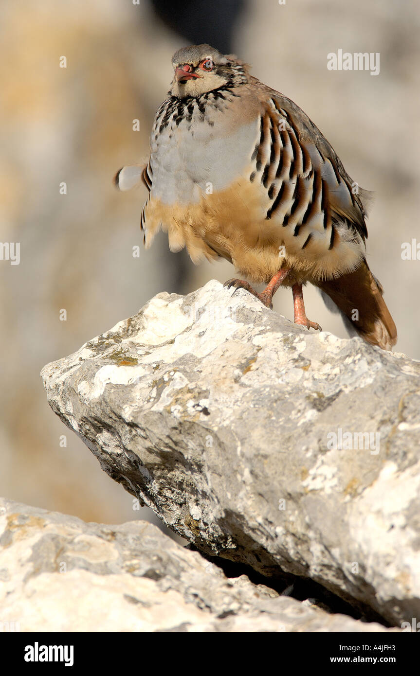 Red legged Partridge Alectoris rufa Stock Photo - Alamy