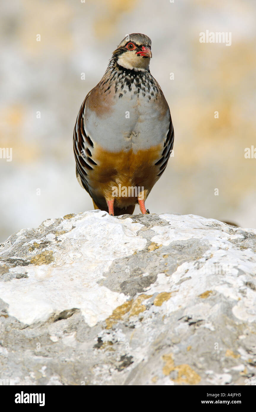 Red legged Partridge Alectoris rufa Stock Photo - Alamy