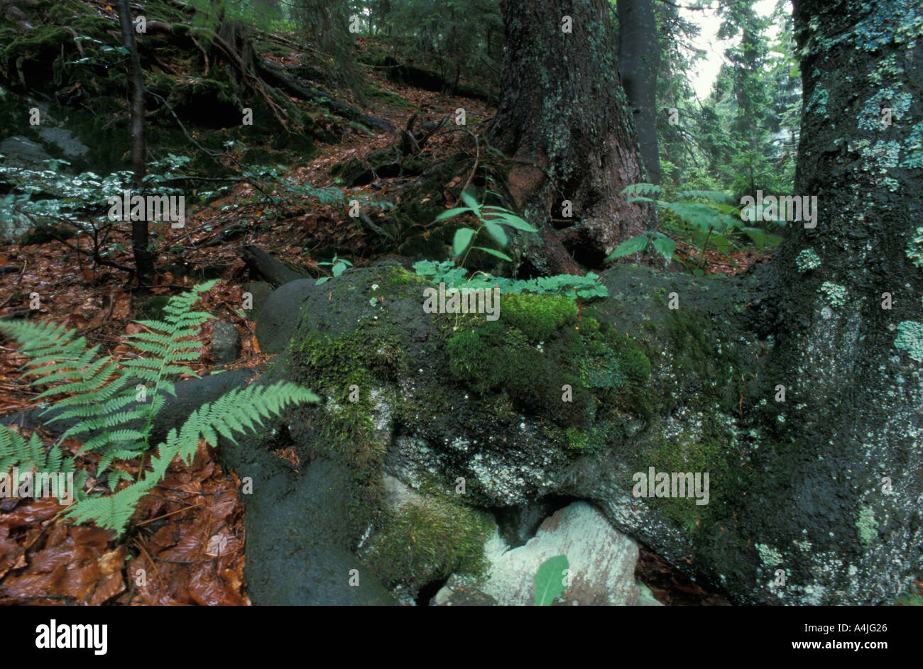 roots of an old spruce Stock Photo - Alamy