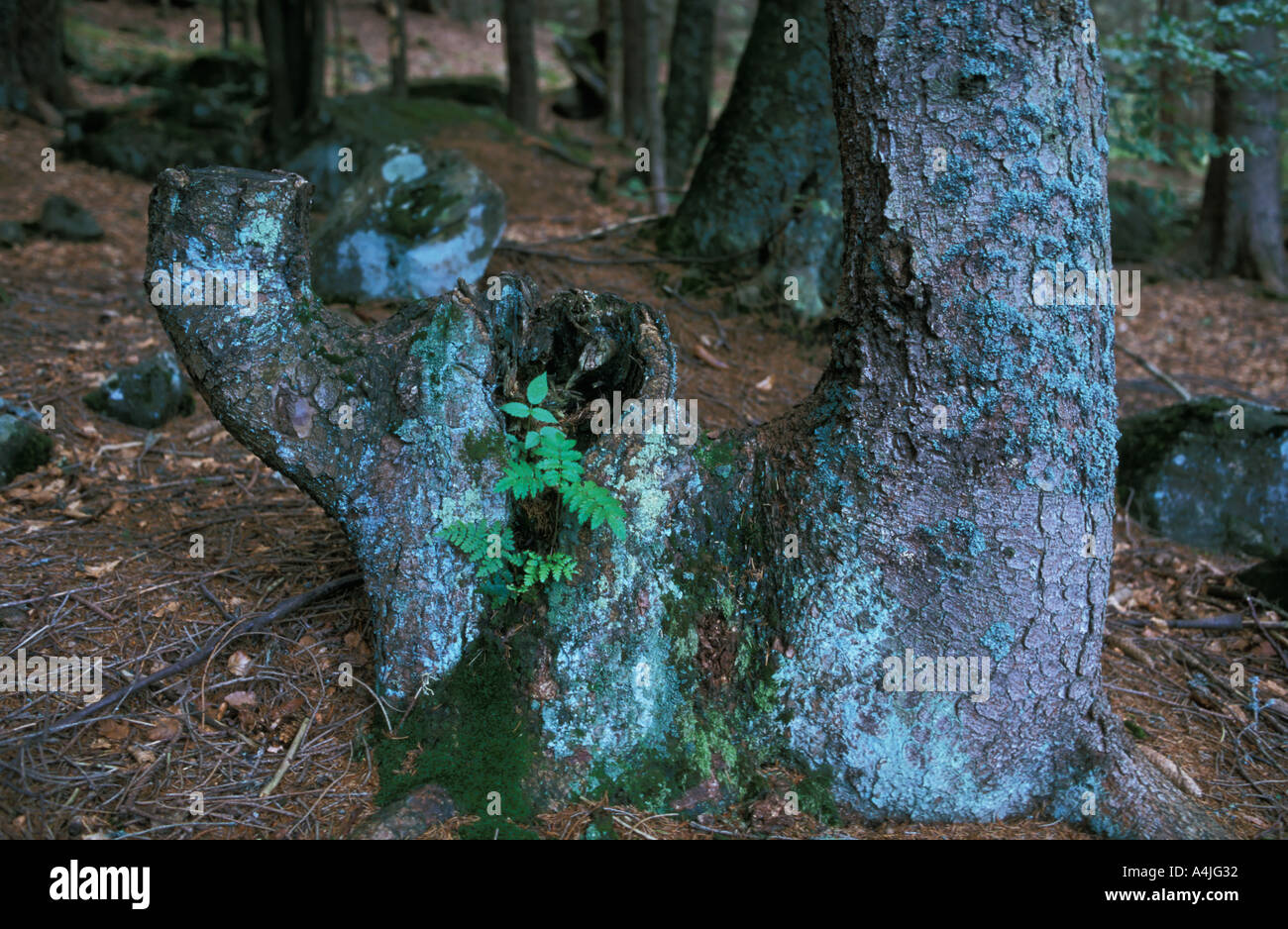 Young rowan tree hi-res stock photography and images - Alamy