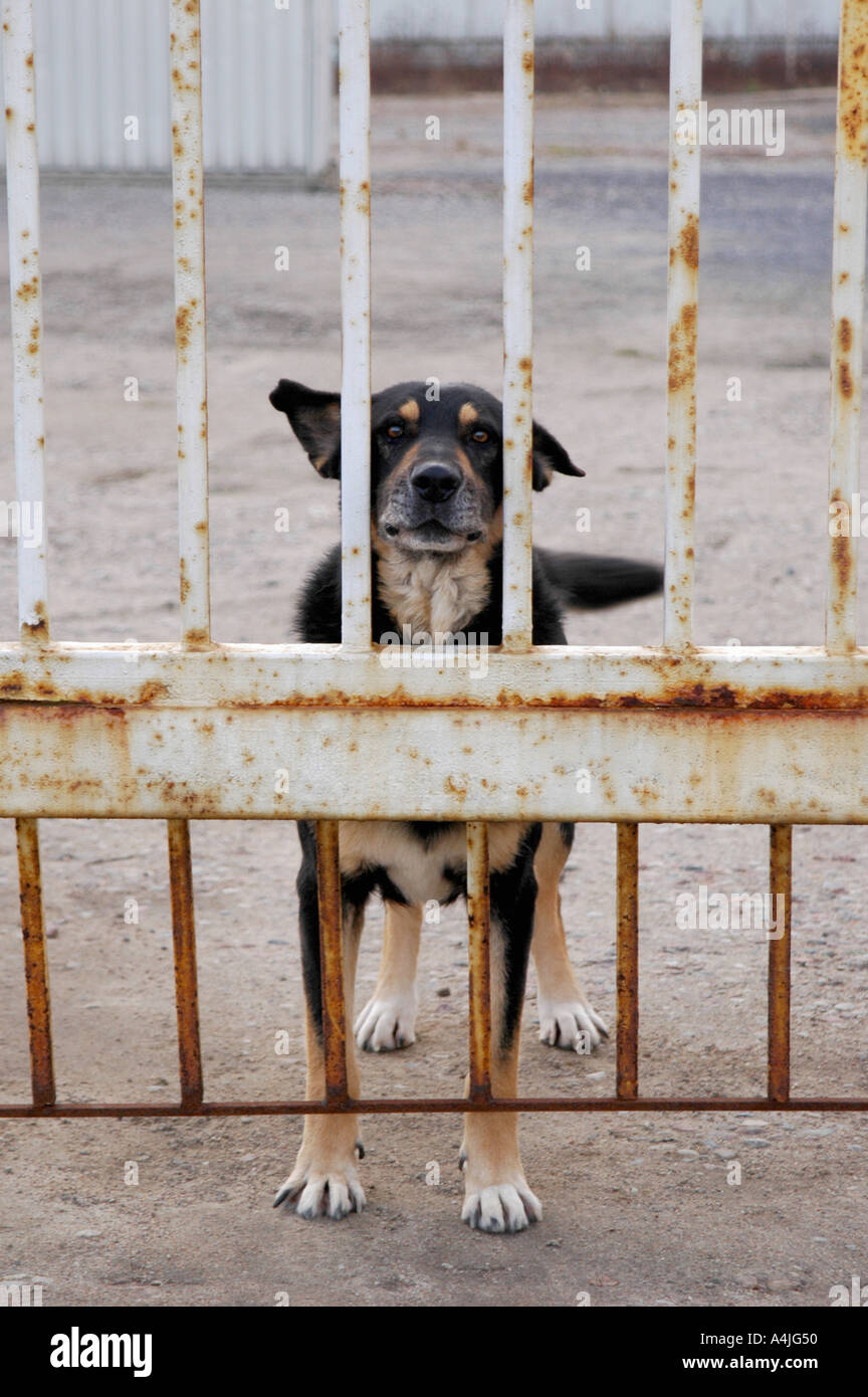 A dog standing behind metal gate Stock Photo - Alamy