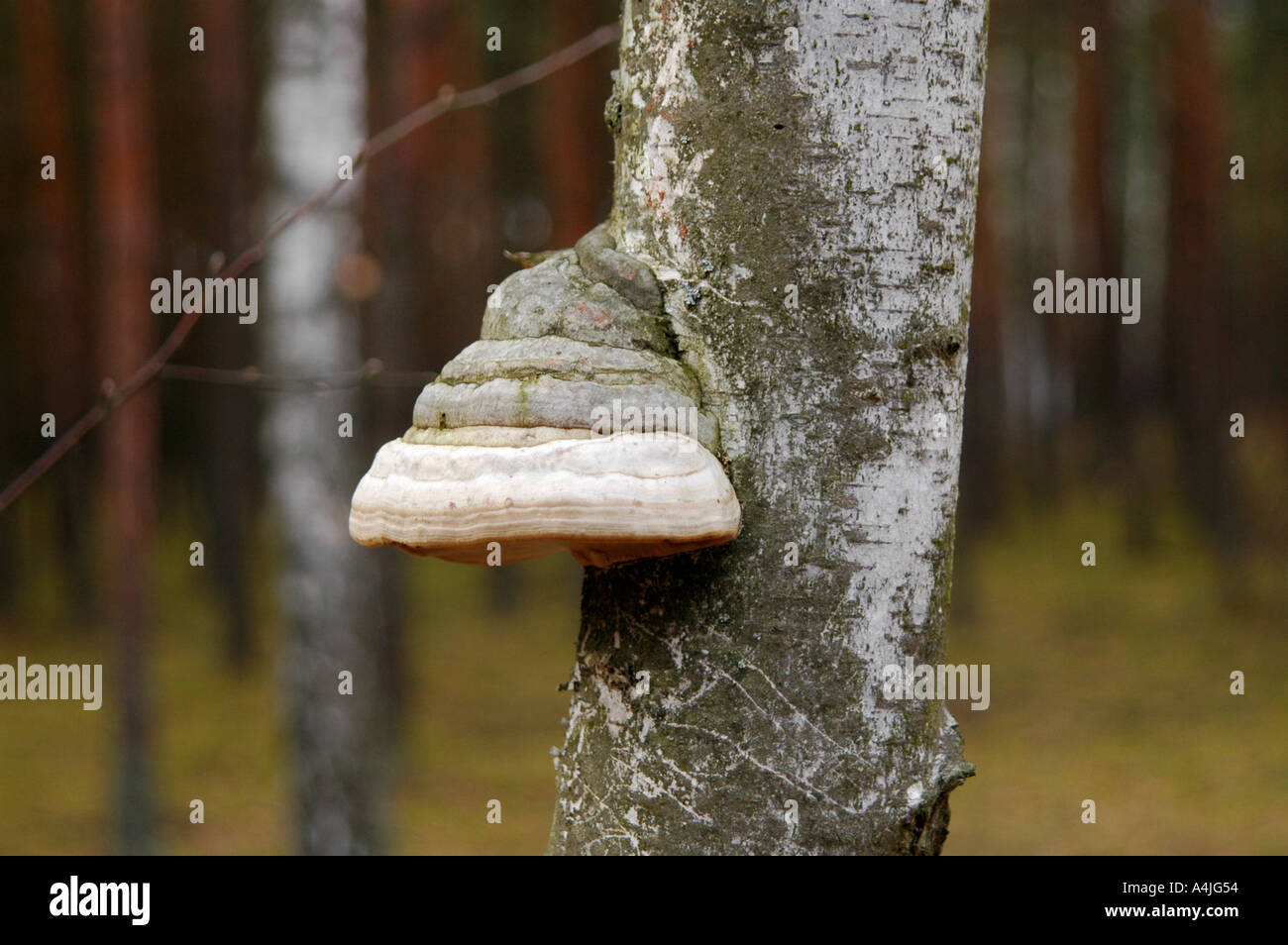 Fungus on a birch tree Stock Photo - Alamy
