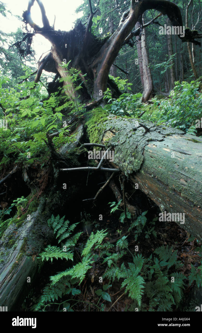 Beech tree saplings hi-res stock photography and images - Alamy