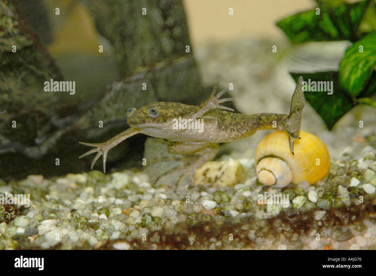 Frog in aquarium Stock Photo - Alamy