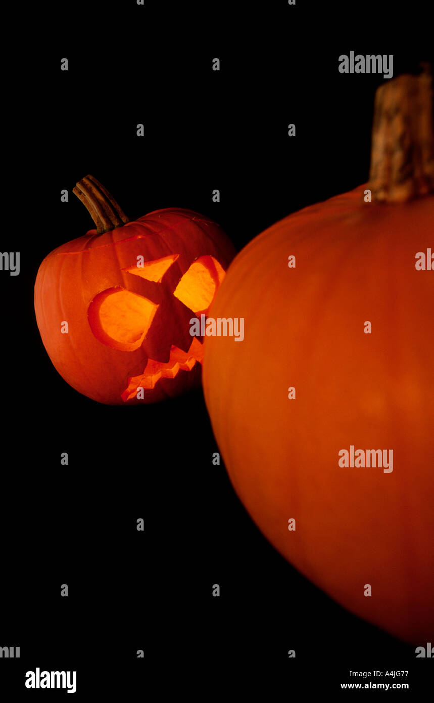 Dorset grown pumpkins for halloween England UK Stock Photo - Alamy