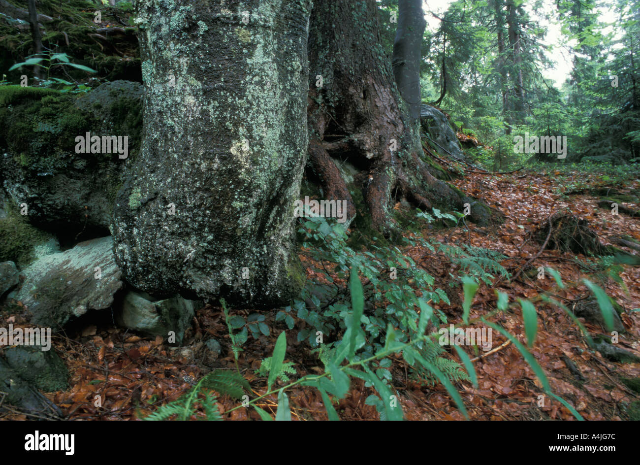 Roots of large Spruce (Picea) in Bavaria, Germany, Europe Stock Photo ...