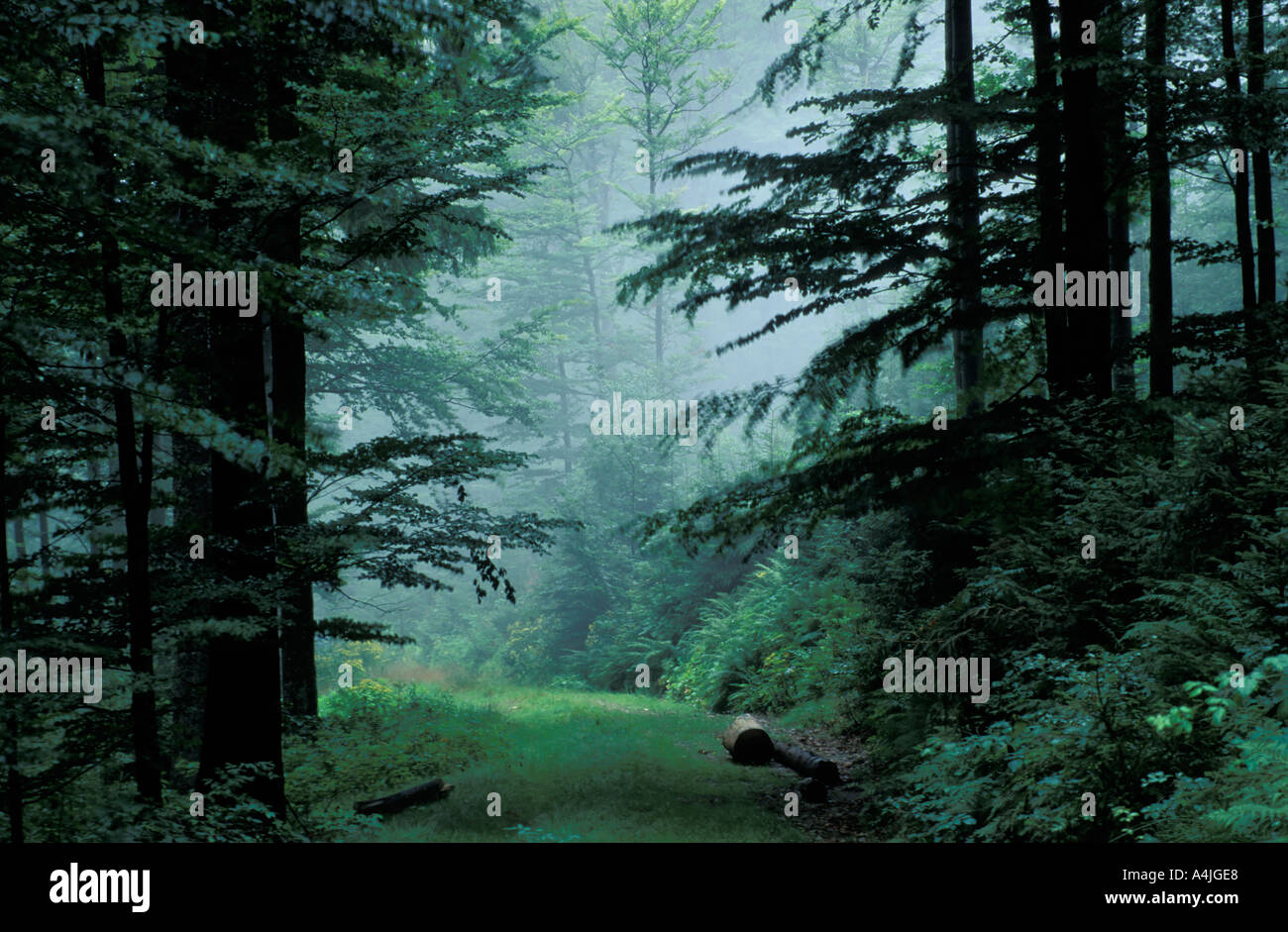 Tree bavaria fir path hi-res stock photography and images - Alamy