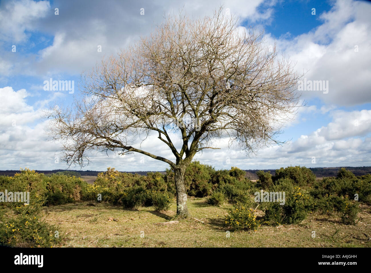Lone winter tree in New Forest heathland Stock Photo - Alamy