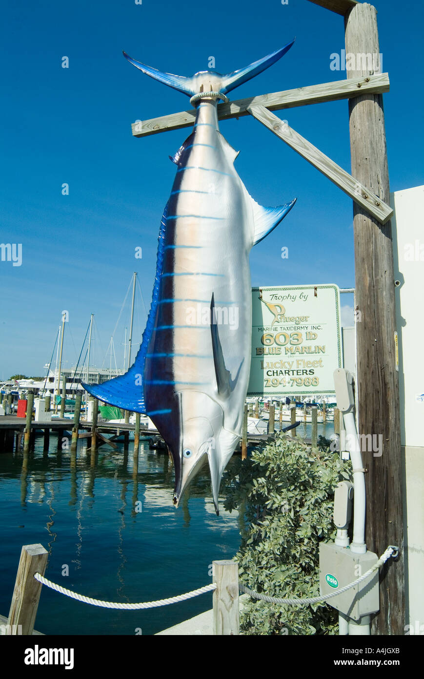 Marlin key west hi-res stock photography and images - Alamy