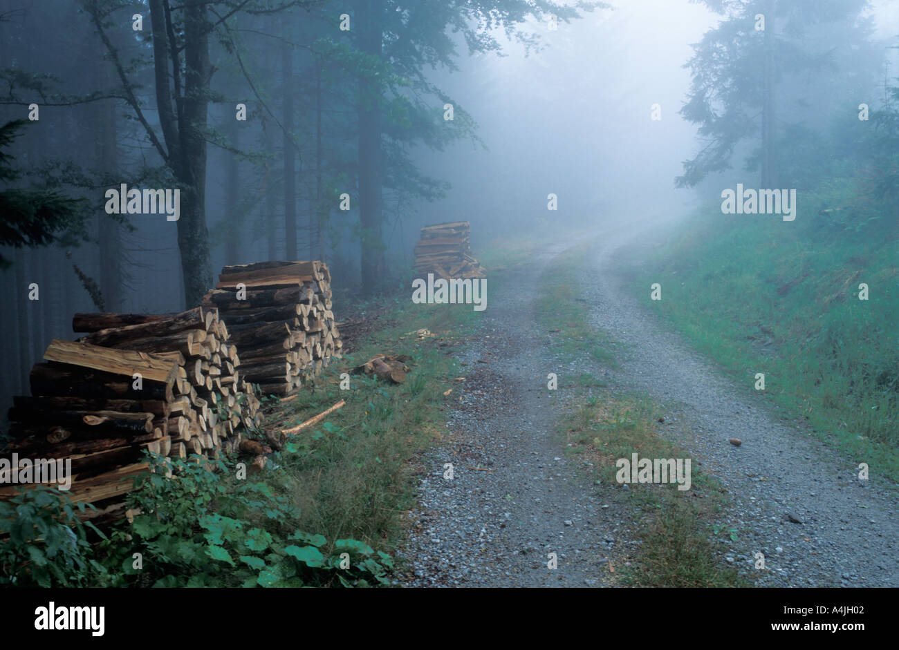 Forest Street in Bavaria, Germany, Europe Stock Photo - Alamy