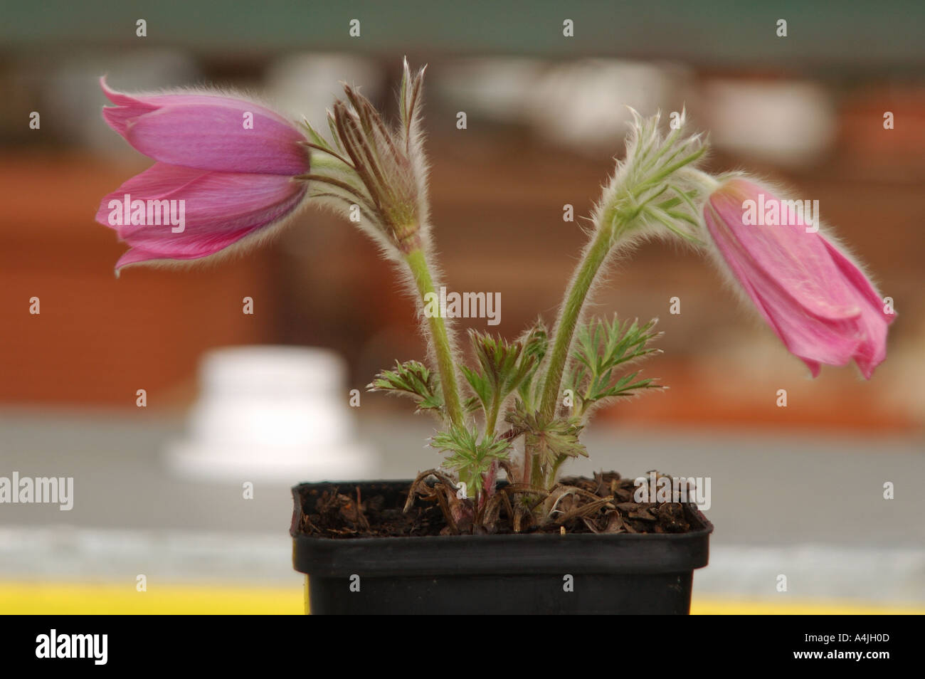 Pulsatilla vulgaris European Pasque Flower Stock Photo - Alamy