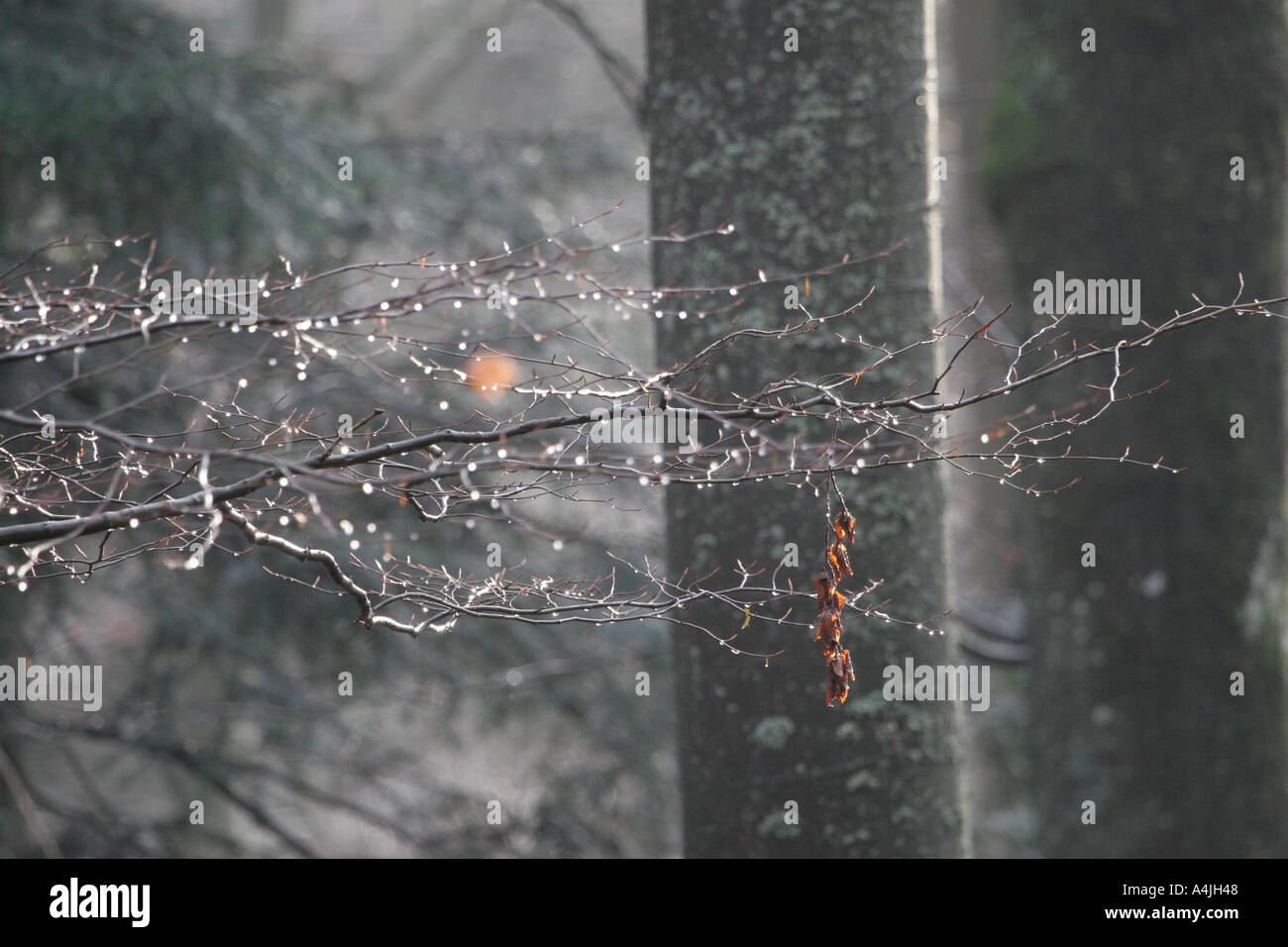 Beech twig rain hi-res stock photography and images - Alamy