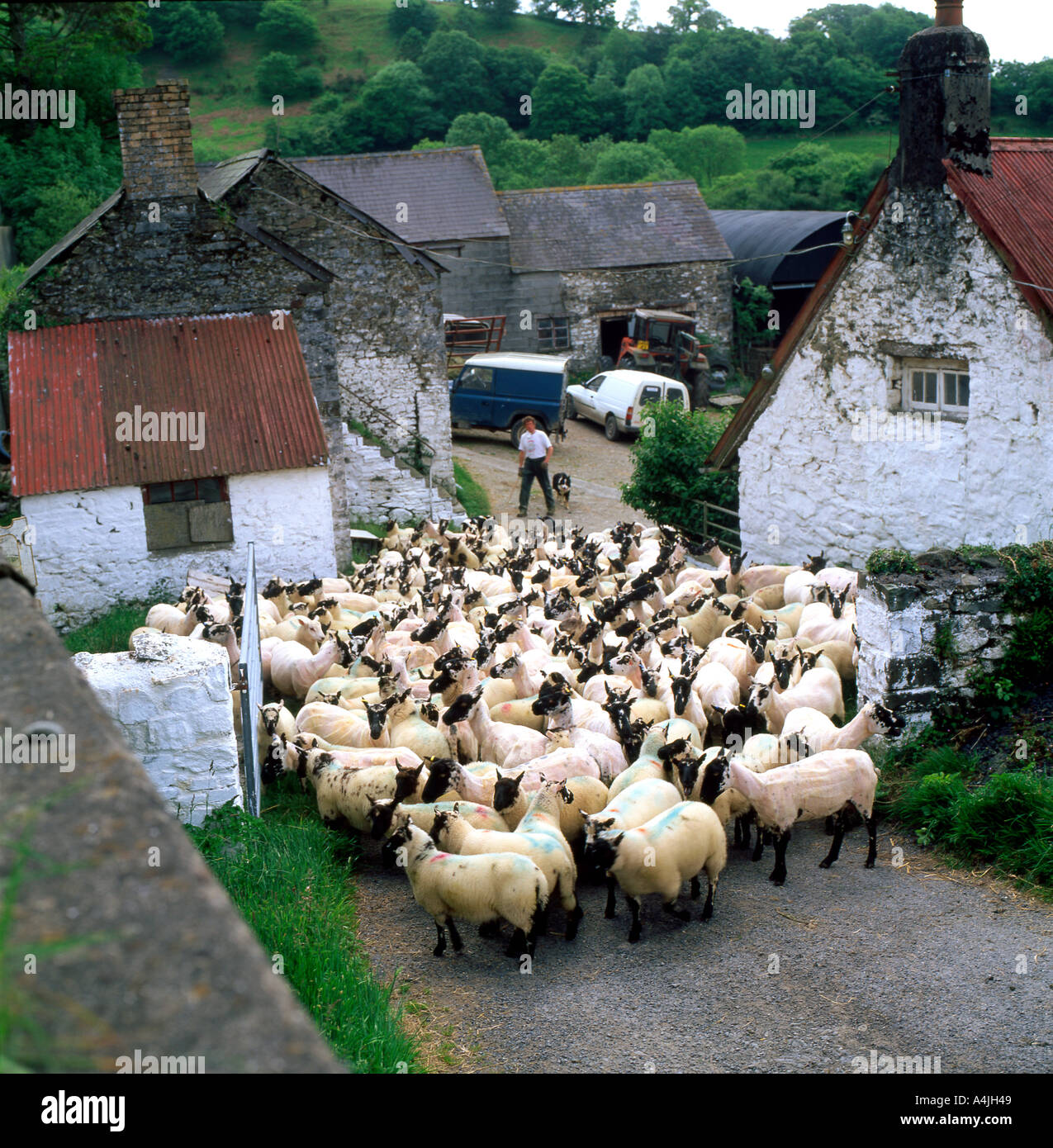 Farmer leading flock of sheep from farmyard with traditional Welsh ...