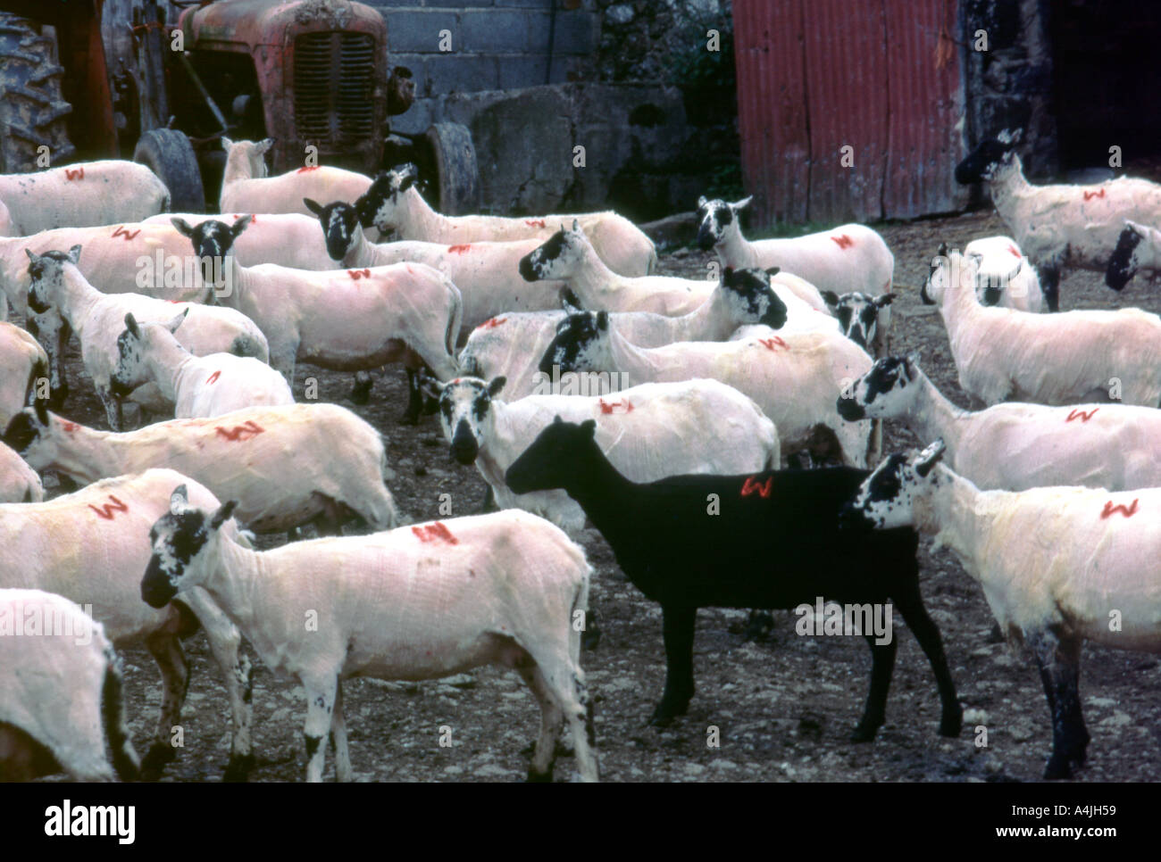 Black sheep standing among white sheep with red branding marks in a ...
