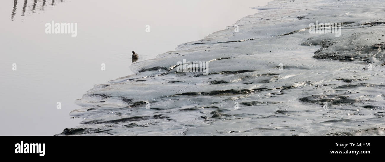 Grey mud at low tide with a duck in the water Stock Photo - Alamy
