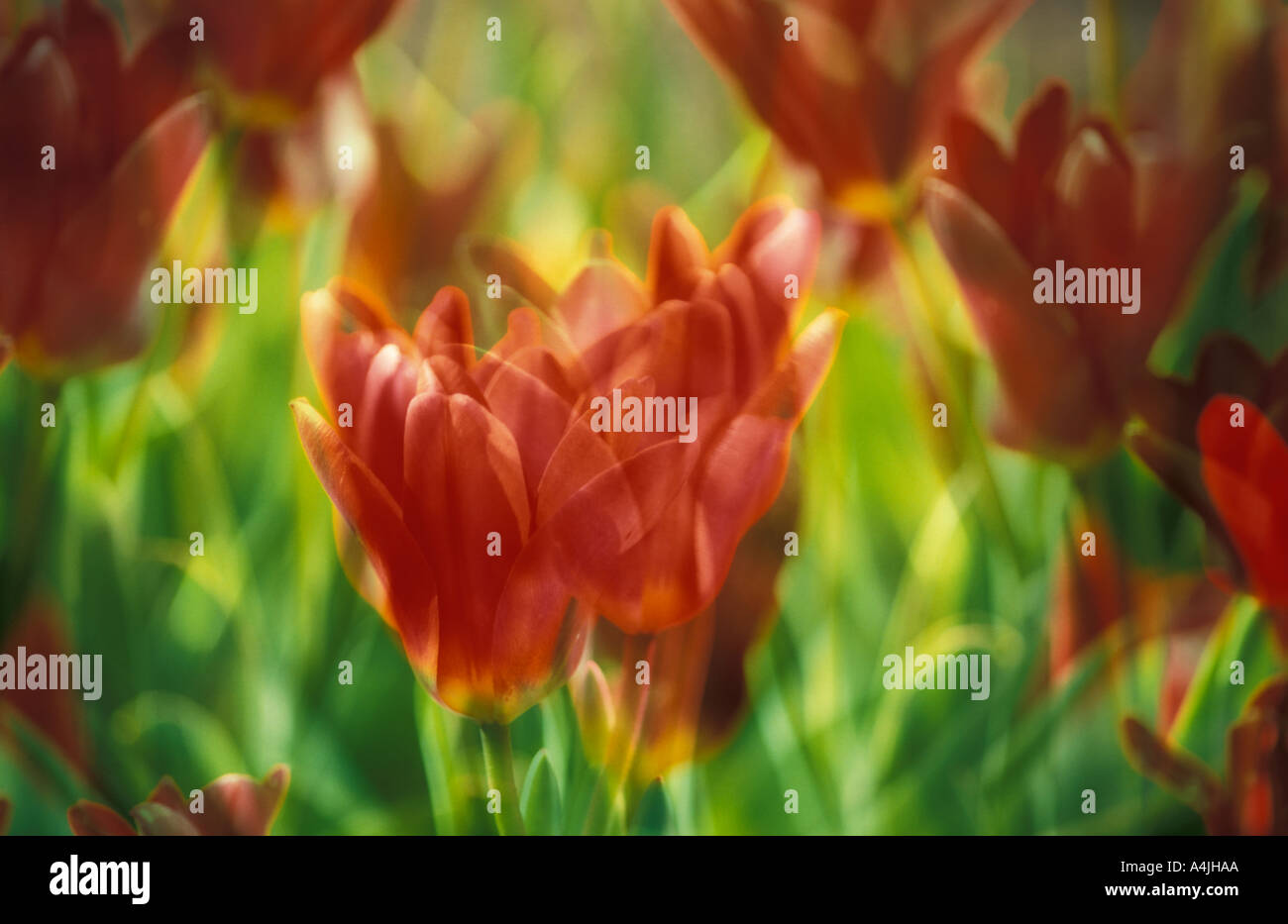 Tulip in a garden Stock Photo - Alamy