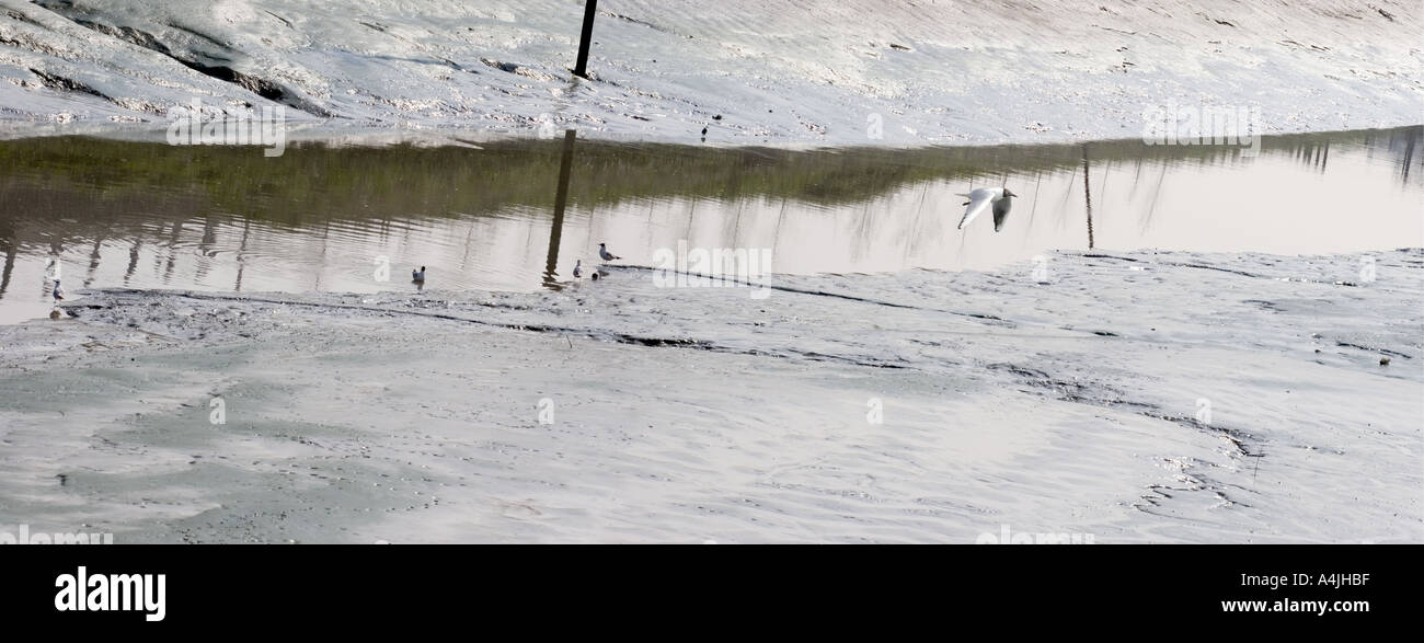 Grey mud at low tide with a seagull flying past Stock Photo - Alamy