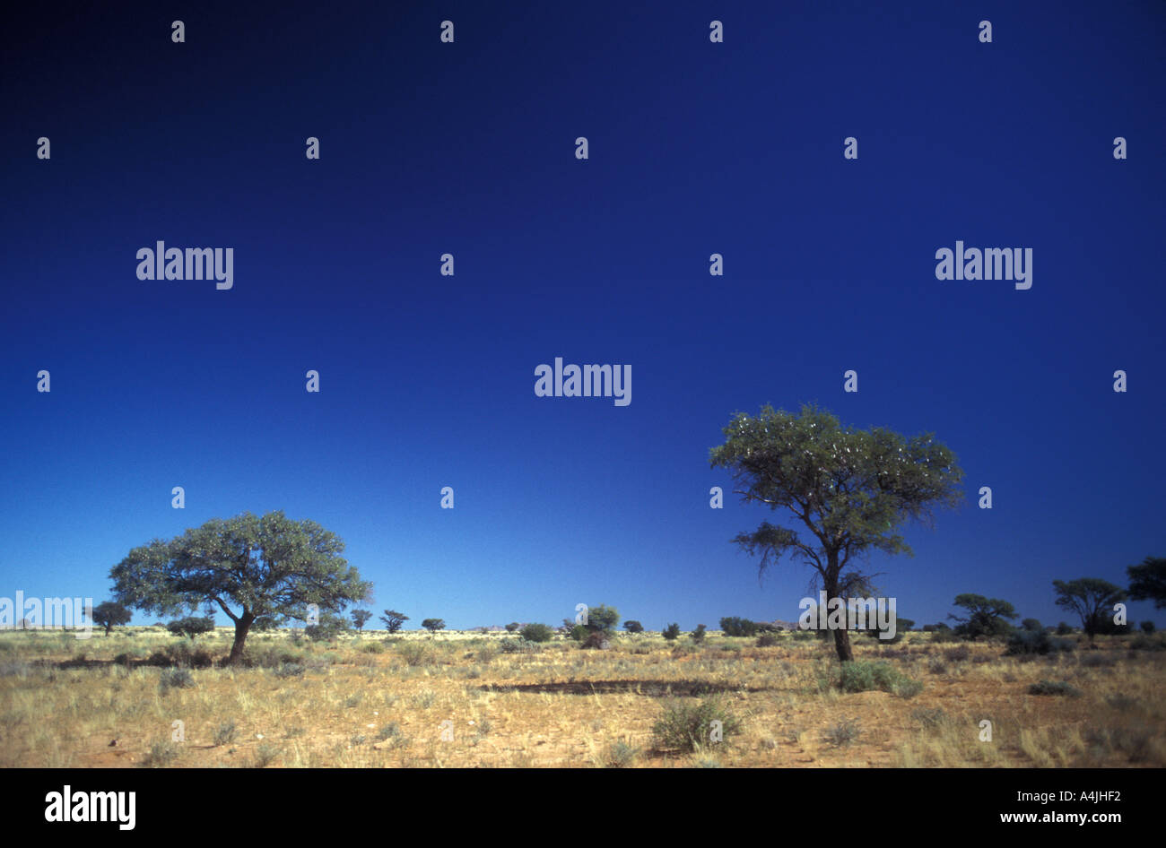 Trees in savanna Namibia Africa Stock Photo - Alamy