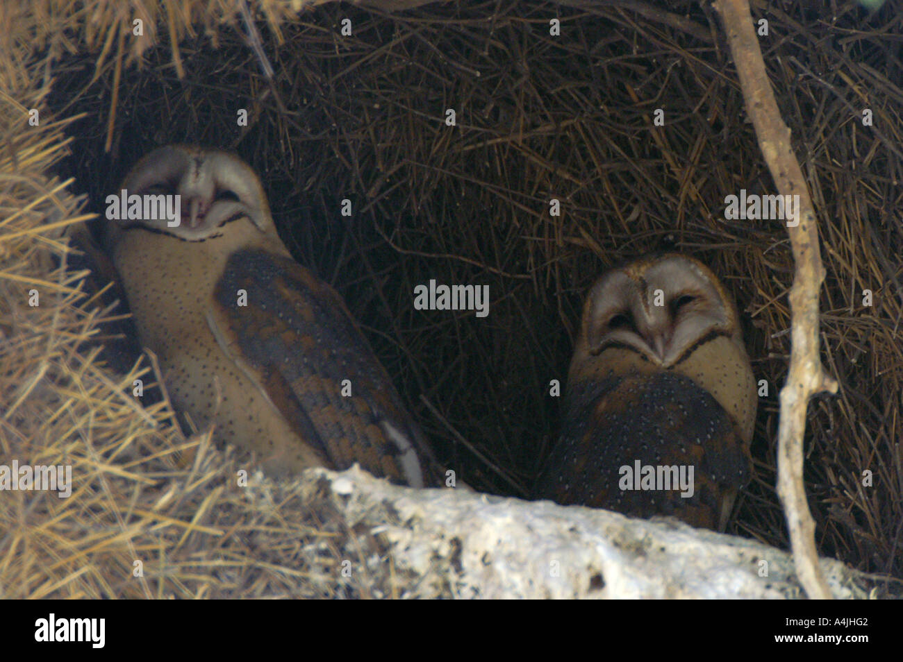 Barn Owls in Kalahari Gemsbok National Park South Africa Stock Photo ...