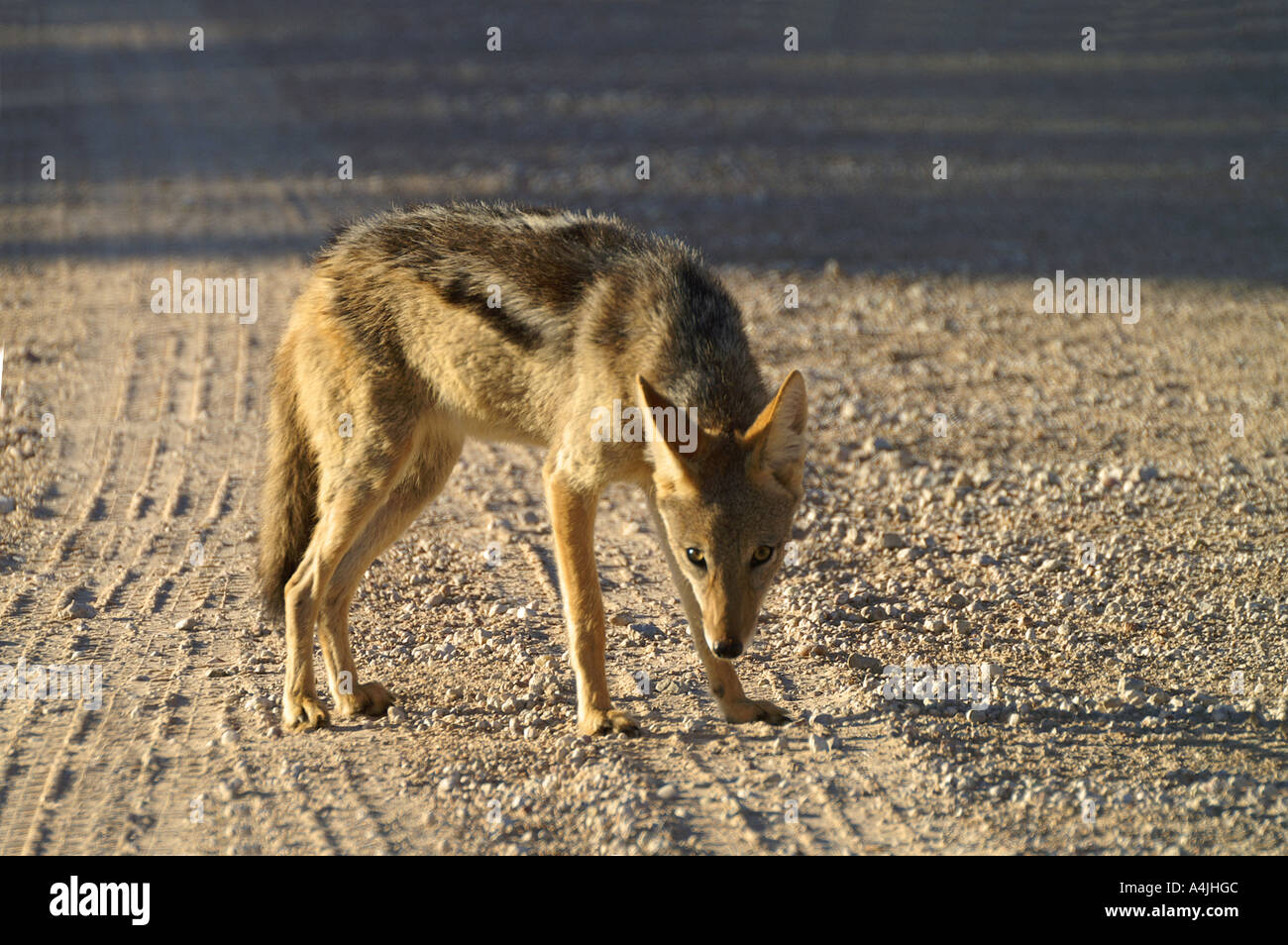 Jackal tracks hi-res stock photography and images - Alamy