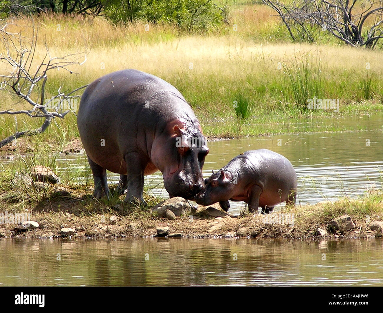 Hippo mother and baby / calf in Pilanesberg National Park South Africa ...