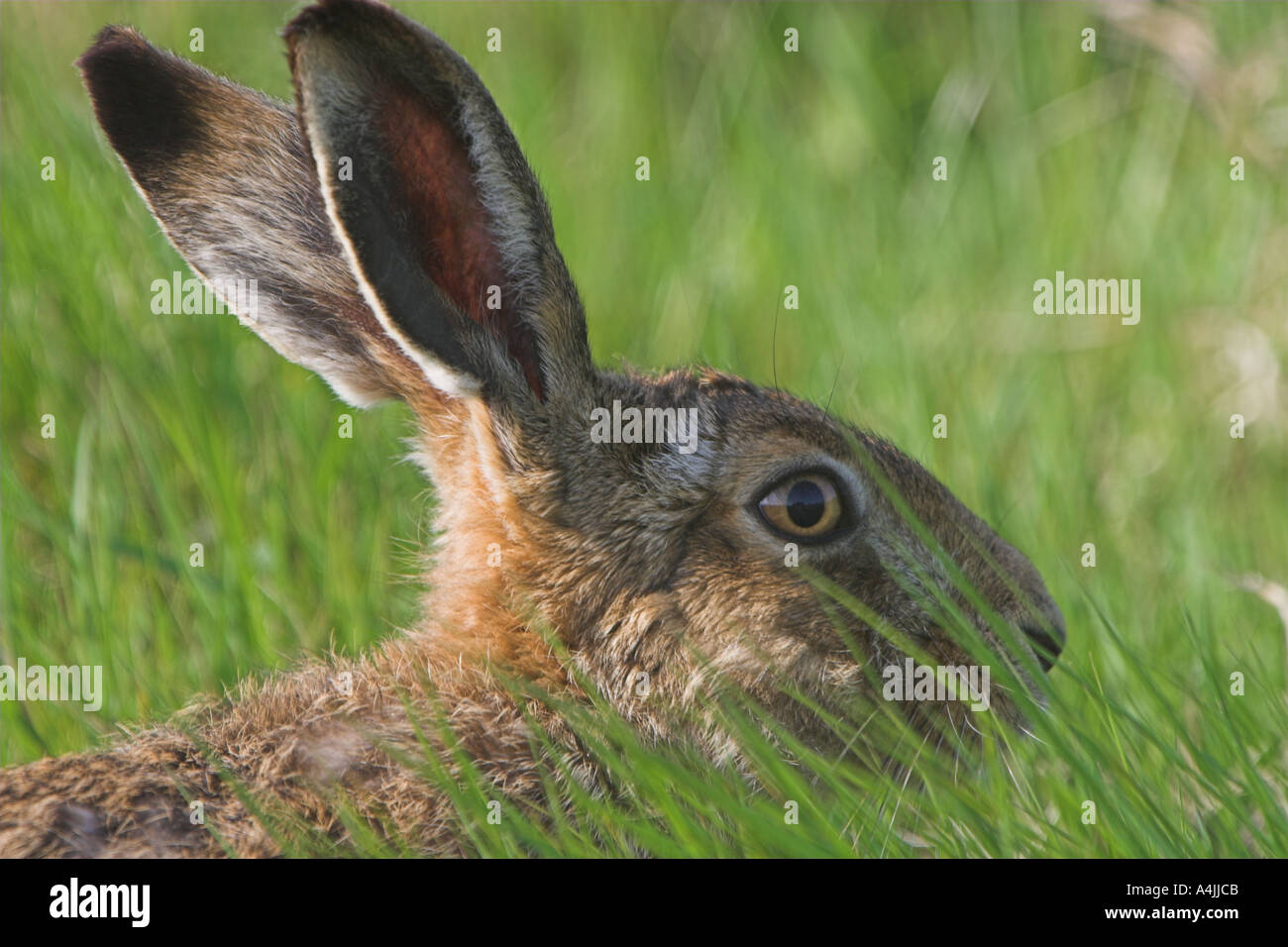 Head and ears of Brown Hare Kent UK spring Stock Photo - Alamy