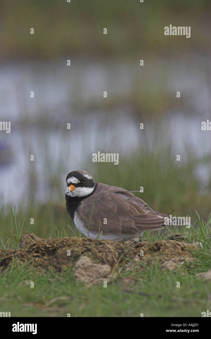 Ringed plover uk marsh hi-res stock photography and images - Alamy