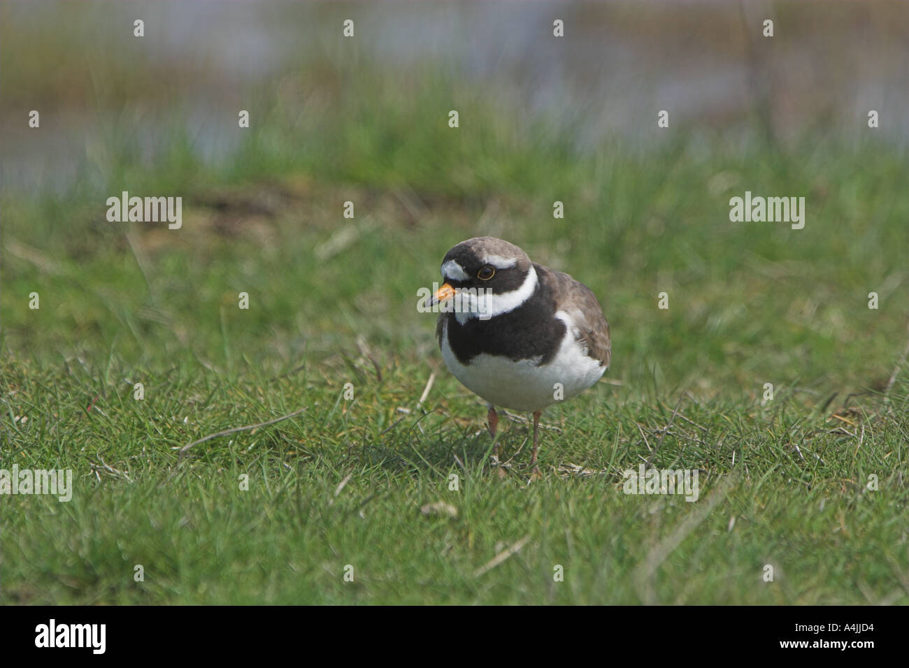 Ringed plover uk marsh hi-res stock photography and images - Alamy