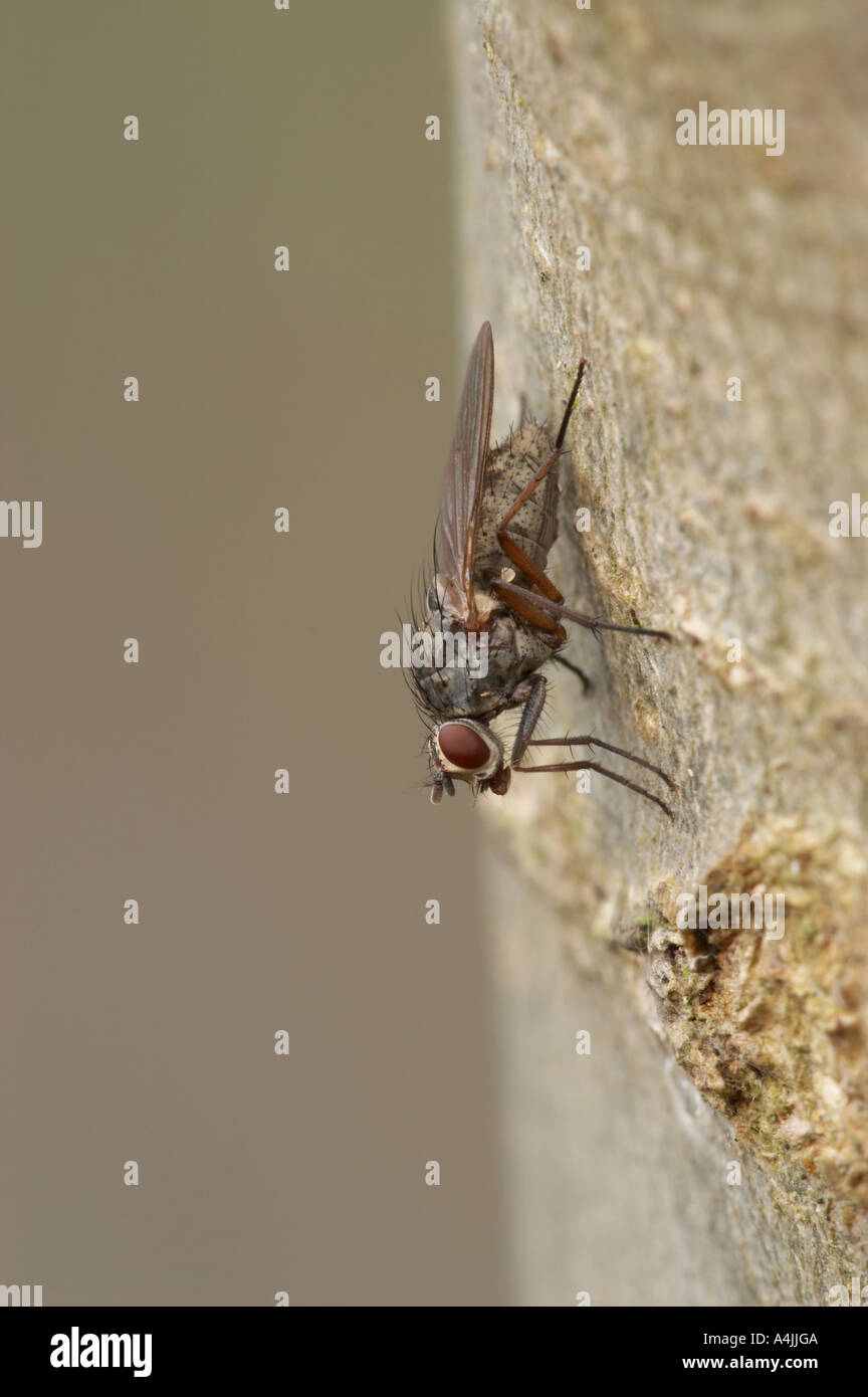 Irritans hi-res stock photography and images - Alamy