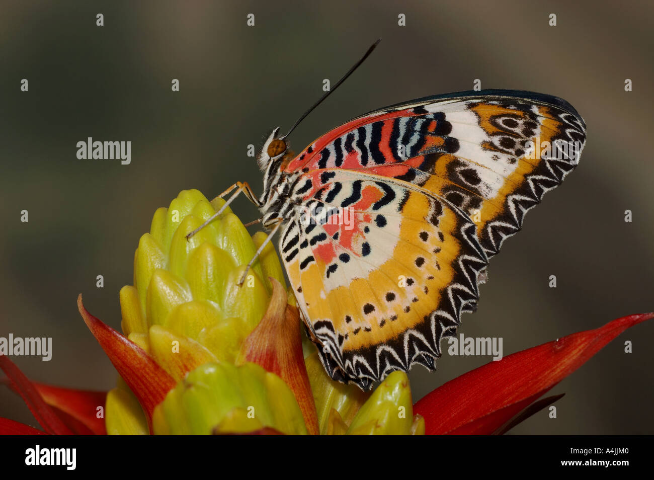 Malay Lacewing Butterfly underside - Cethosia cyane Stock Photo - Alamy