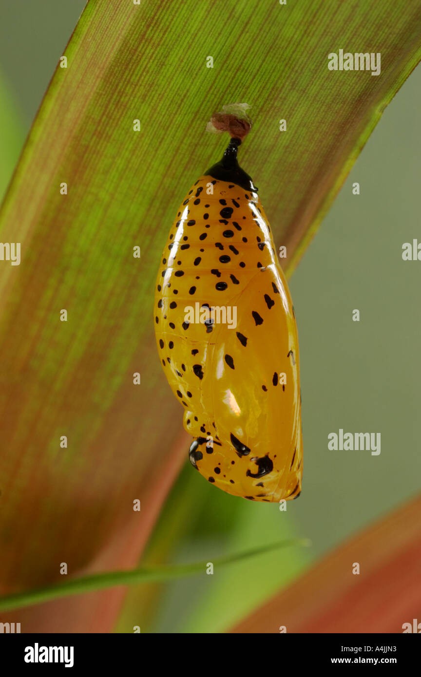 White Tree Nymph Butterfly Pupa - Idea leuconoe Stock Photo - Alamy