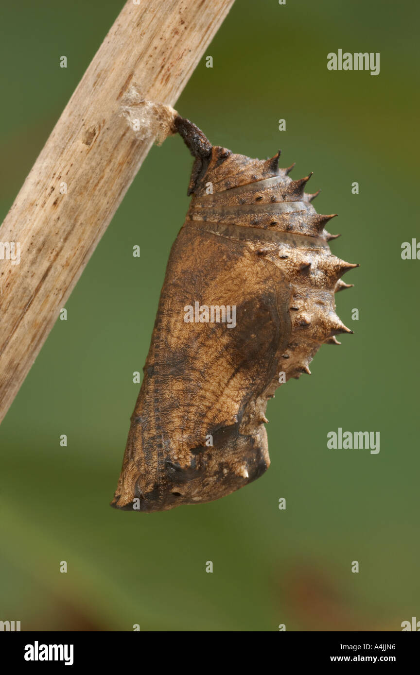 Common Eggfly Butterfly Pupa - Hypolimnas bolina Stock Photo - Alamy
