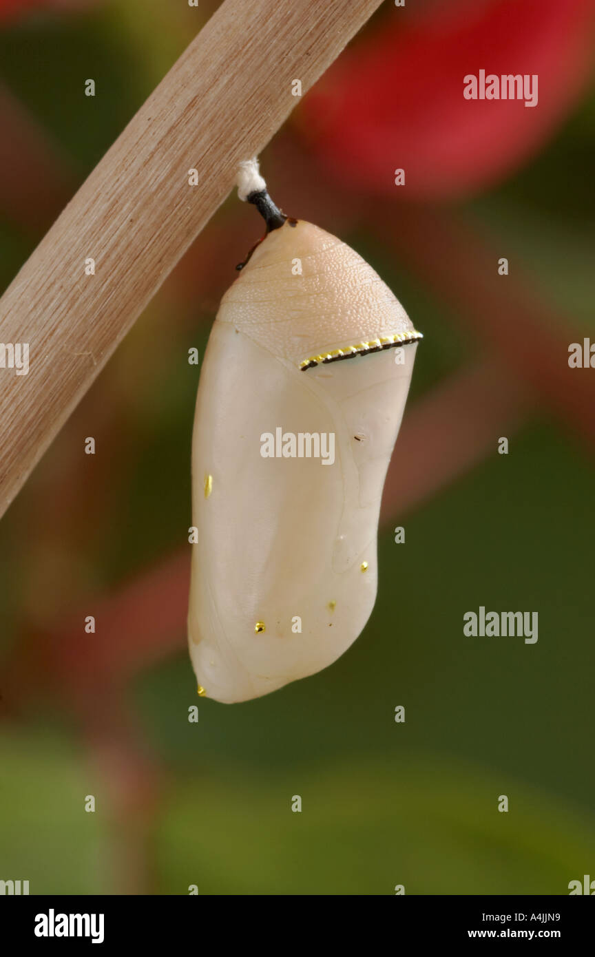 Tiger Swallowtail Butterfly Pupa