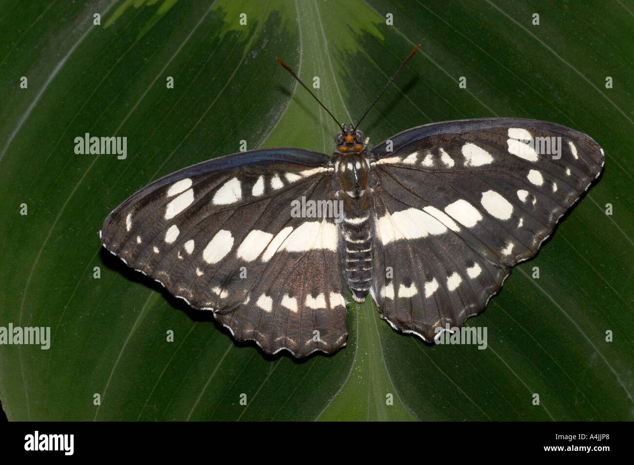 Common Sergeant Butterfly - Athyma perius Stock Photo - Alamy