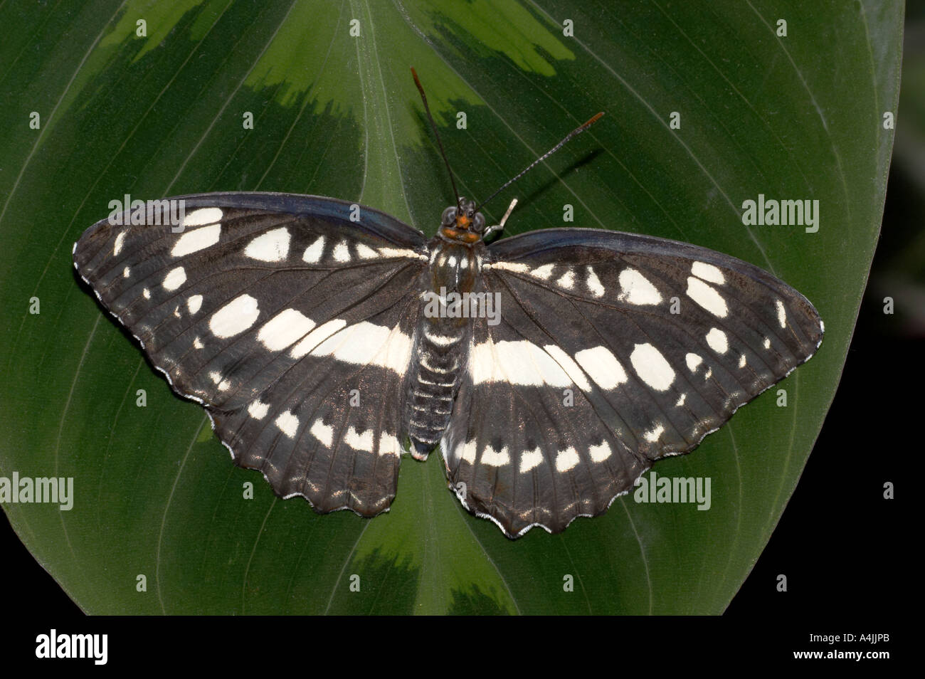 Common Sergeant Butterfly - Athyma perius Stock Photo - Alamy