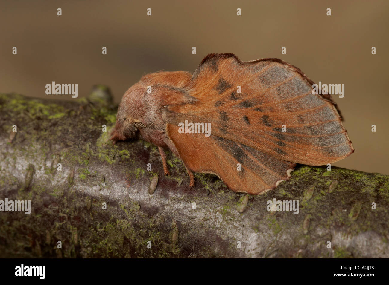 Lappet moth species - Phyllodesma tremulifolia , male Stock Photo - Alamy